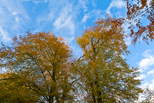 Autumn glow - Janet Bligh