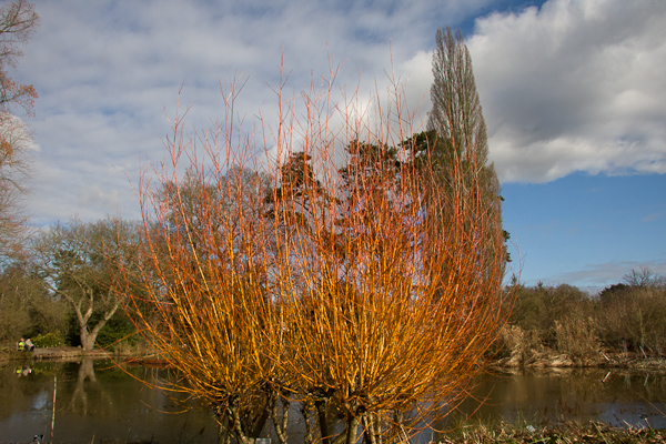 Winter wonders - shrubs with colourful stems - Janet Bligh