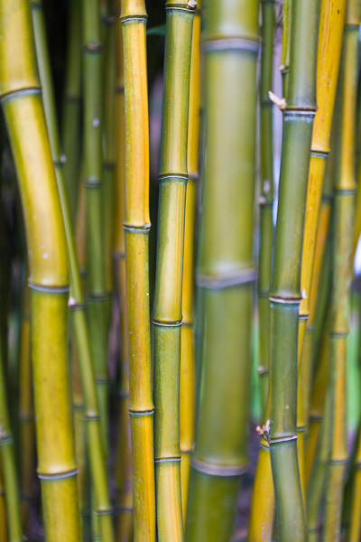 Winter wonders - shrubs with colourful stems - Janet Bligh