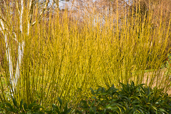 Winter wonders - shrubs with colourful stems - Janet Bligh