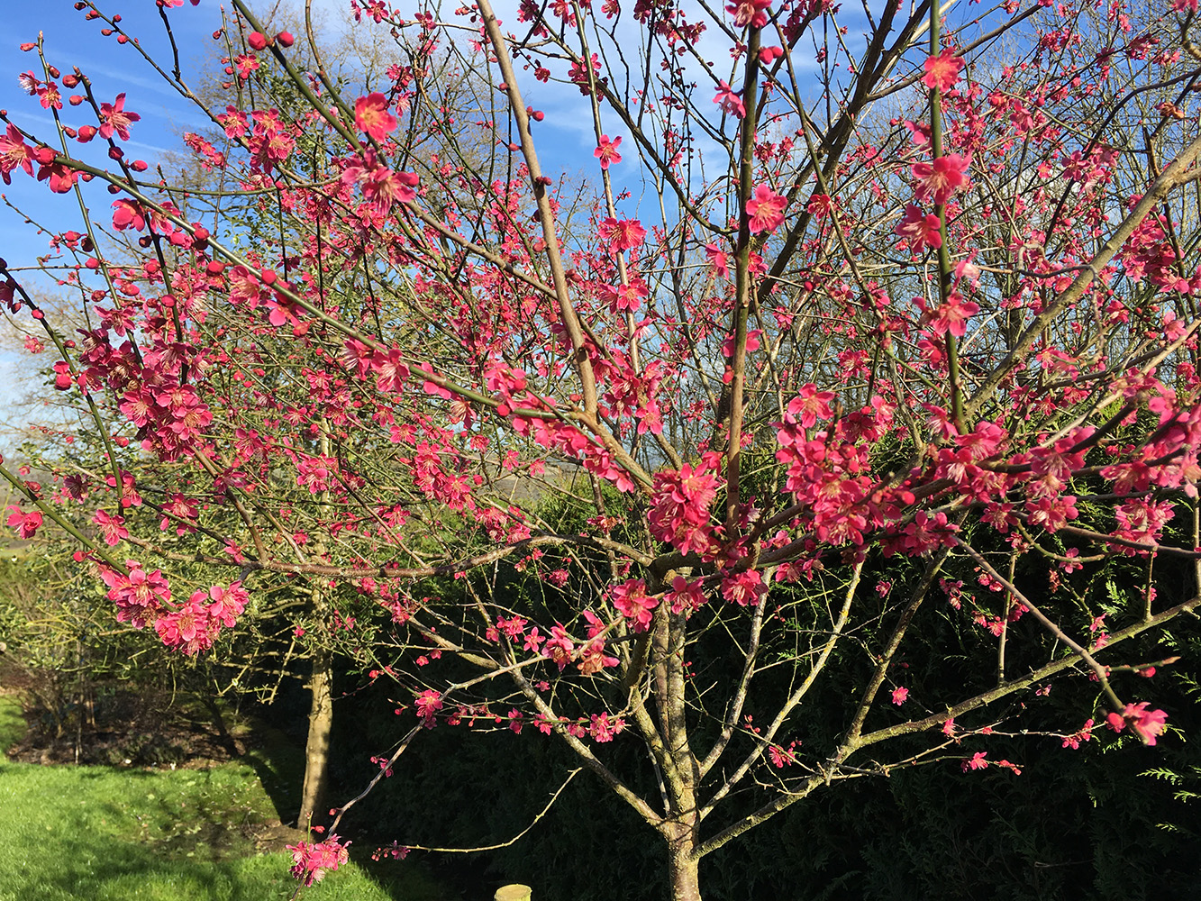 5 essential ... trees for spring blossom - Janet Bligh