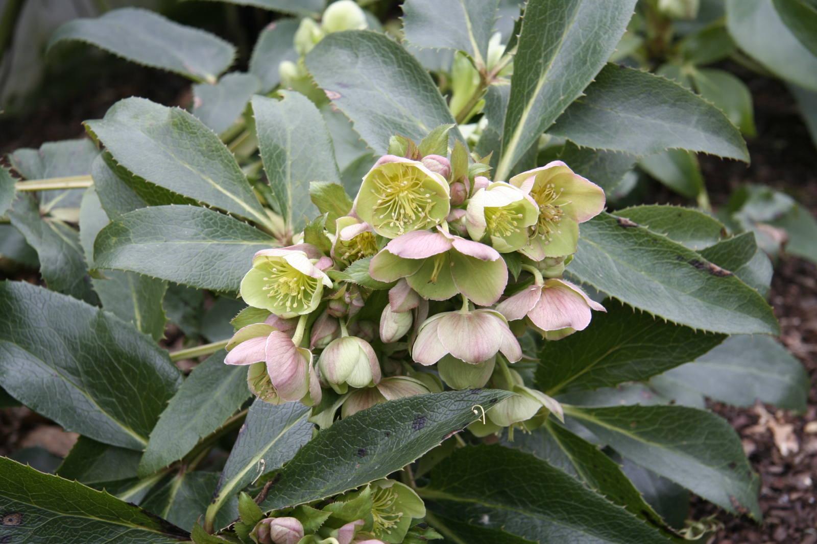 5 essential ... plants for winter interest - Janet Bligh